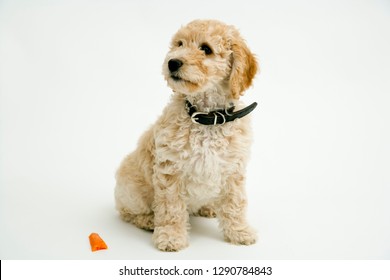Cute 12 Week Old Cockapoo Puppy Stock Photo (Edit Now) 1290784849