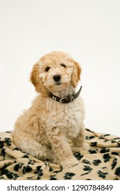 Cute 12 Week Old Cockapoo Puppy Stock Photo (Edit Now) 1290784849