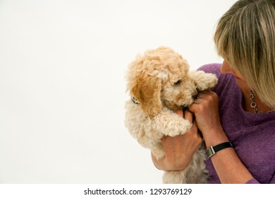 Cute 12 Week Old Cockapoo Puppy Stock Photo (Edit Now) 1293769138