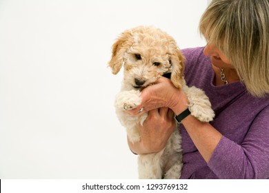 Cute 12 Week Old Cockapoo Puppy Stock Photo 1293769132 | Shutterstock
