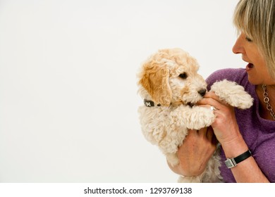 Cute 12 Week Old Cockapoo Puppy Stock Photo 1293769138 | Shutterstock