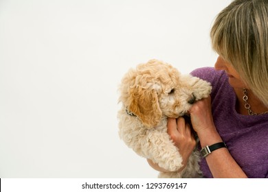Cute 12 Week Old Cockapoo Puppy Stock Photo 1293769147 | Shutterstock