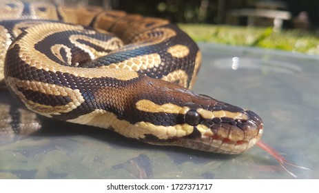 765 Snake flicking tongue Images, Stock Photos & Vectors | Shutterstock