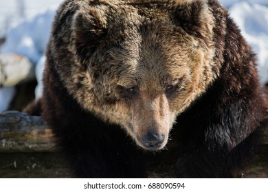 Cute Bear Stock Photo 688090594 | Shutterstock
