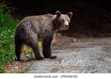 1,910 Bear looking back Images, Stock Photos & Vectors | Shutterstock