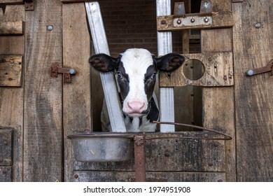 308 Metal cattle bars Images, Stock Photos & Vectors | Shutterstock