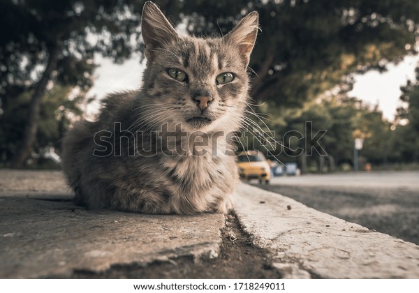 Cute Cat Chilling Pavement Stock Photo 1718249011 | Shutterstock Cute Cat Chilling Pavement Stock Photo 1718249011 | Shutterstock