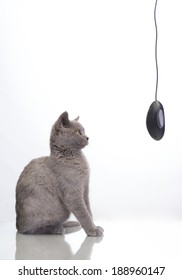 263 Cat with a pc mouse Images, Stock Photos & Vectors | Shutterstock