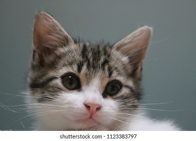 Cute Cat Inside Stock Photo (Edit Now) 1123383797 | Shutterstock