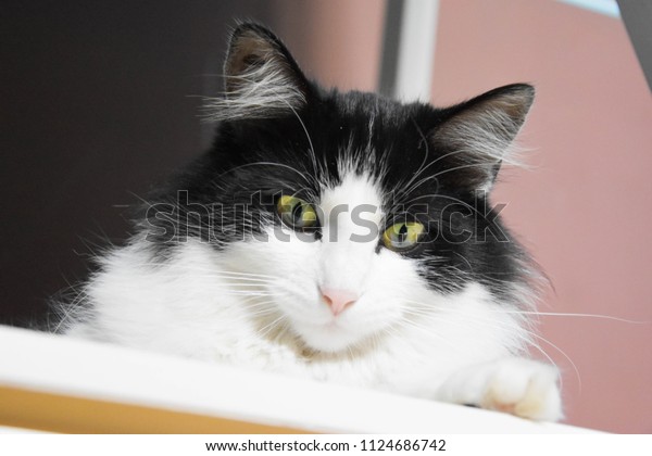 Cute Cat Inside Stock Photo 1124686742 | Shutterstock