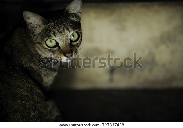 Cute Cat Looking Doubt Stock Photo 727337458 | Shutterstock