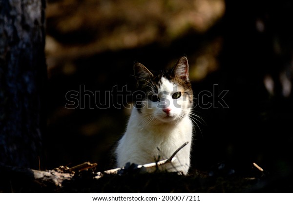 Cute Cat Looking Into Camera Stock Photo 2000077211 | Shutterstock