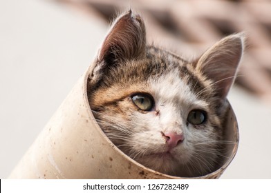 Cute Cat Plastic Pipe Stock Photo 1267282489 | Shutterstock