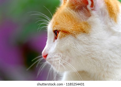 Cute Cat Seen Side Sharp Eye Stock Photo 1185254431 | Shutterstock