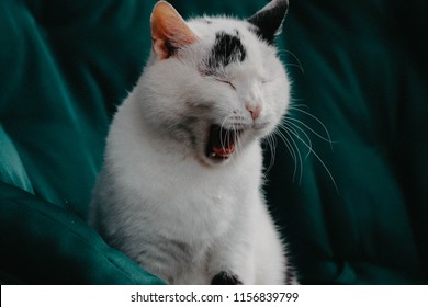 177 Cow yawn Stock Photos, Images & Photography | Shutterstock