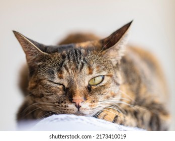 1,212 Cat wink Stock Photos, Images & Photography | Shutterstock