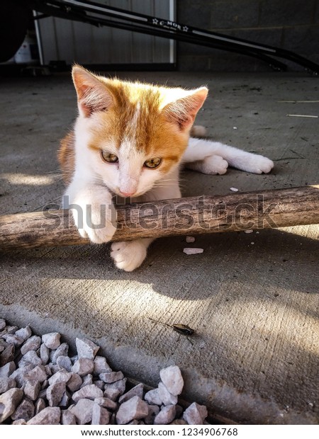Cute Catkitten Watching Bug Stock Photo 1234906768 | Shutterstock
