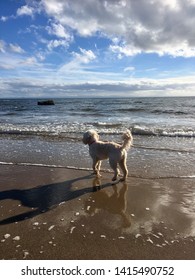 Cute Cavapoo Dog On Beach Stock Photo 1415490752 | Shutterstock
