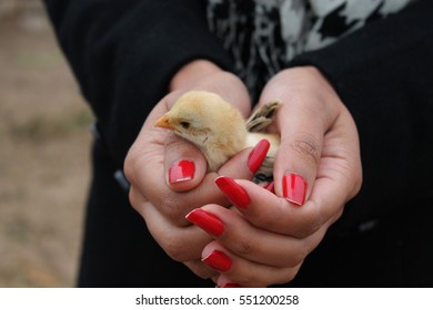Cute Chick Hands Stock Photo 551200258 | Shutterstock