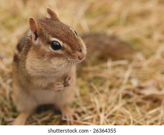 Cute Chipmunk Full Cheeks Stock Photo (Edit Now) 26364355