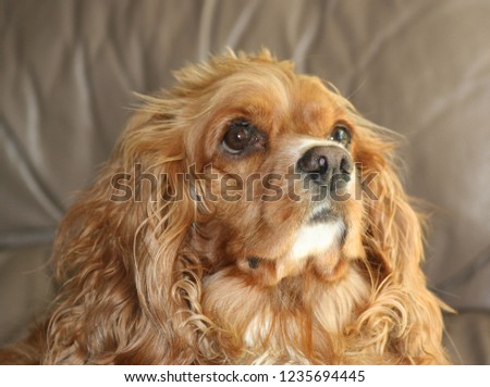 Cute Cocker Spaniel Floppy Ears Stock Photo (Edit Now) 1235694445 ...