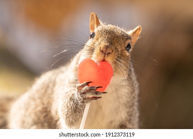 824 Squirrel heart Stock Photos, Images & Photography | Shutterstock