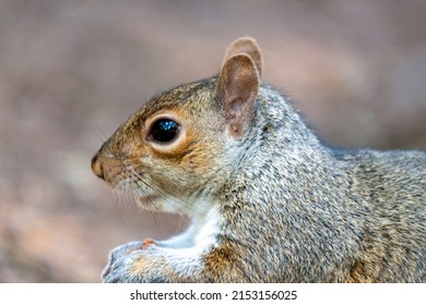 Cute Eastern Gray Squirrel Known Simply Stock Photo 2153156025 ...