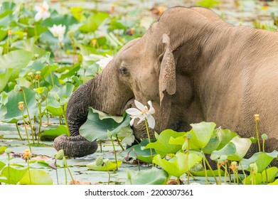 4,693 Elephant With Lotus Flower Images, Stock Photos & Vectors ...