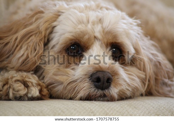Cute Fluffy Cavapoo Puppy Lying Down Stock Photo 1707578755 | Shutterstock