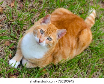 Cute Ginger Cat Looking Camera Stock Photo 720193945 | Shutterstock