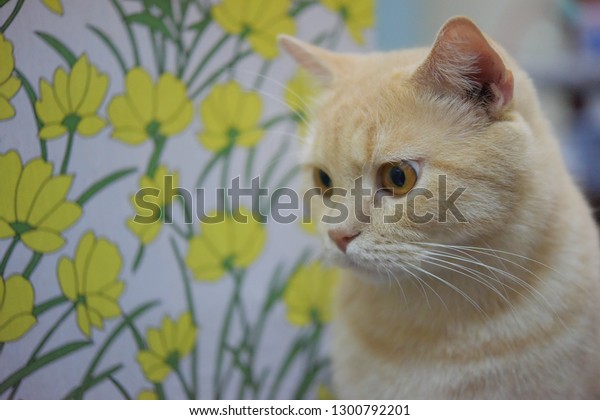Cute Ginger Cat Looking Left Stock Photo 1300792201 | Shutterstock