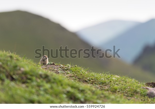 Cute Gray Gopher On Background Mountains Stock Photo (Edit Now) 559924726