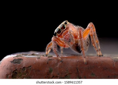 43,888 Cute spider Stock Photos, Images & Photography | Shutterstock