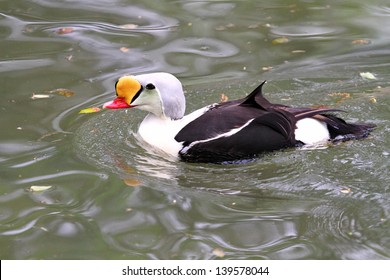 Cute King Eider Duck Stock Photo (Edit Now) 139578044