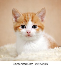 Cute Kitty Stock Photo 281292860 | Shutterstock