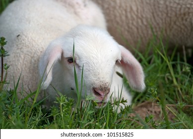 Cute Lamb Stock Photo 101515825 | Shutterstock