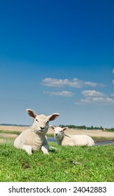 71,406 Spring lambs Images, Stock Photos & Vectors | Shutterstock