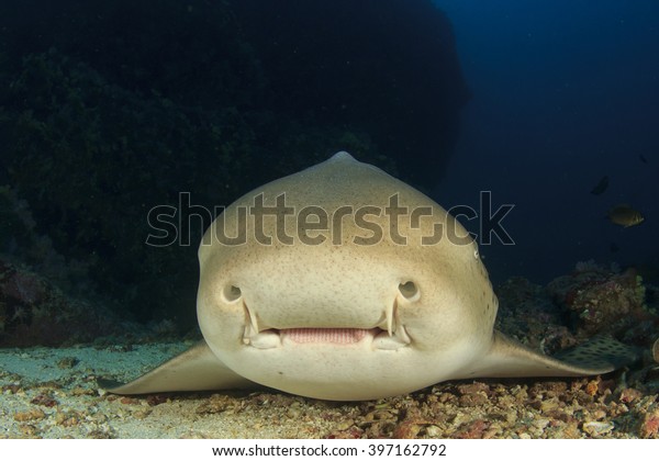 Cute Leopard Shark Smiling Face Portrait Stock Photo 397162792 ...