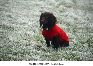 2,635 Working Cocker Images, Stock Photos & Vectors | Shutterstock