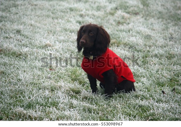 Cute Liver Working Type Cocker Spaniel Stock Photo 553098967 | Shutterstock