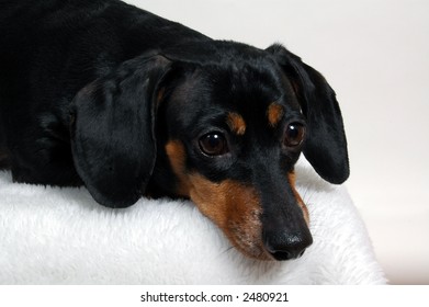 Cute Macy Stock Photo 2480921 | Shutterstock