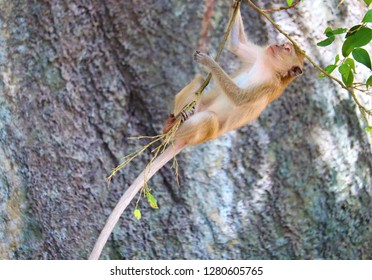 124 Amazon Rainforests Monkey Hang Stock Photos, Images & Photography | Shutterstock