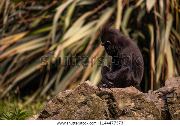 Cute Monkey Hanging Out Stock Photo 1144477373 | Shutterstock