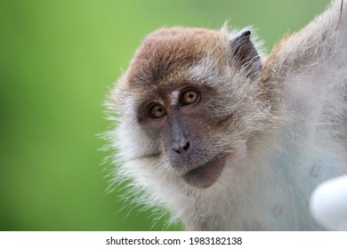 Cute Monkey Looking Camera Stock Photo 1983182138 | Shutterstock