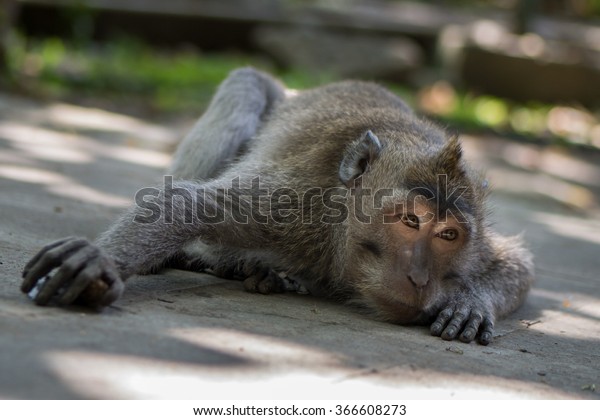 Cute Monkey Lying Down Monkey Forest Stock Photo 366608273 | Shutterstock