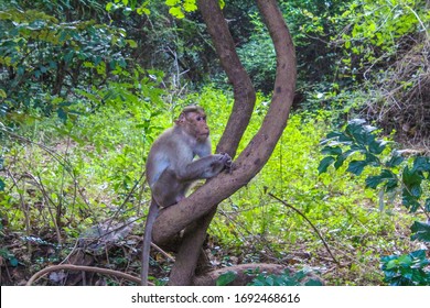 Cute Monkey Posing Pic Stock Photo 1692468616 | Shutterstock