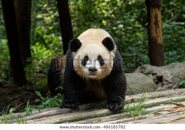 Cute Panda Stock Photo 486185782 | Shutterstock