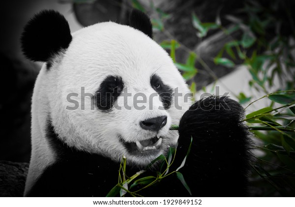 Cute Panda Full Face Eats Bright Stock Photo 1929849152 | Shutterstock