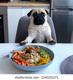 1,666 Pug table Images, Stock Photos & Vectors | Shutterstock