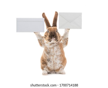 Cute Rabbit Mail Envelope Isolate On Stock Photo 1700714188 | Shutterstock
